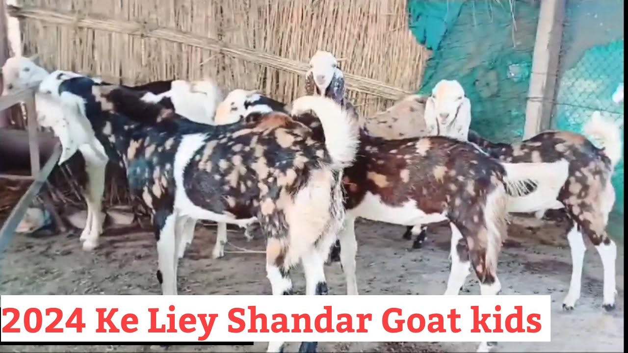 Gujri Bakra Gujari bakri ke bache . Badi nasal ki Bakri ke Gujri bakra ...