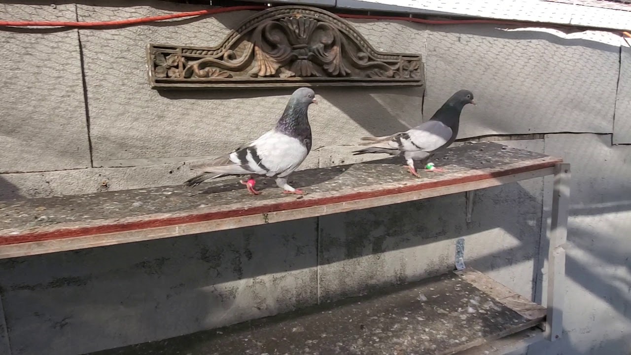 Iraqi pigeons مساكي عجب - YouTube