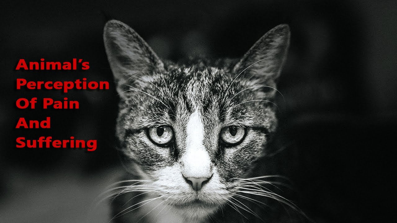 Animal Communication Basics : Animal's Perception Of Pain And Suffering ...