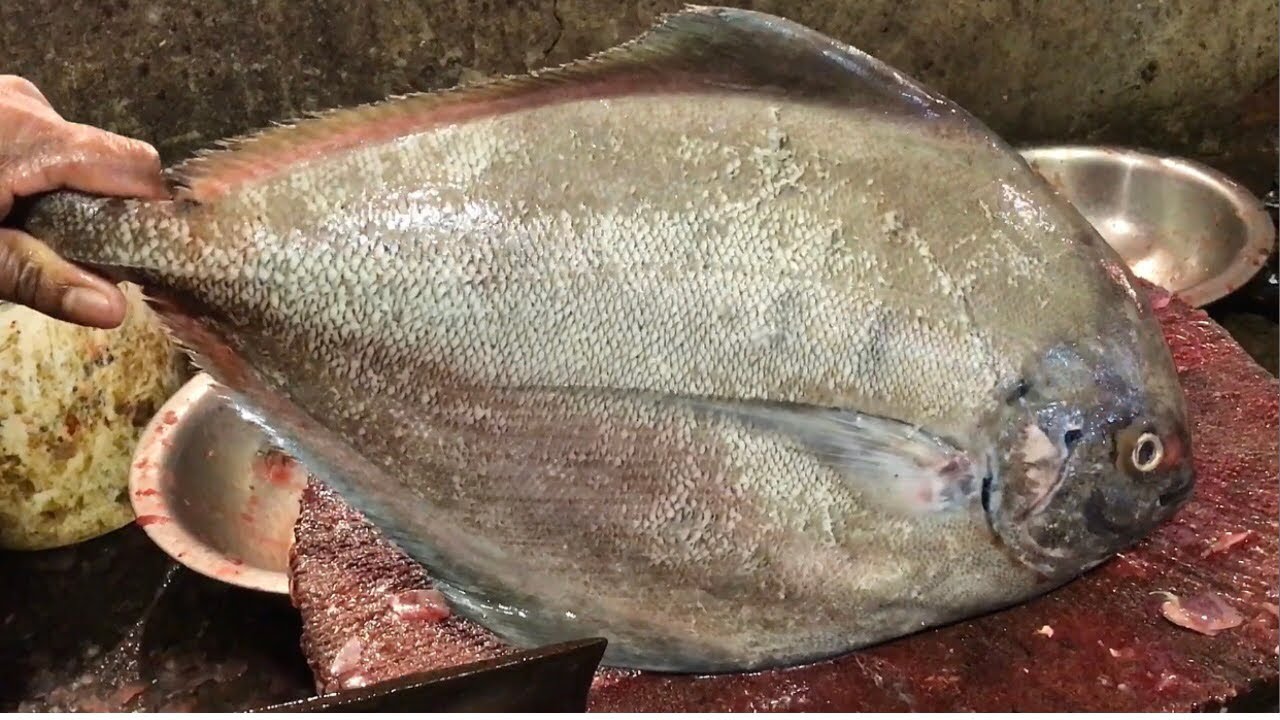 WATCH EXPERTS CUT Black Pomfret Fish LIKE PROS! Fish Cutting Skills ...