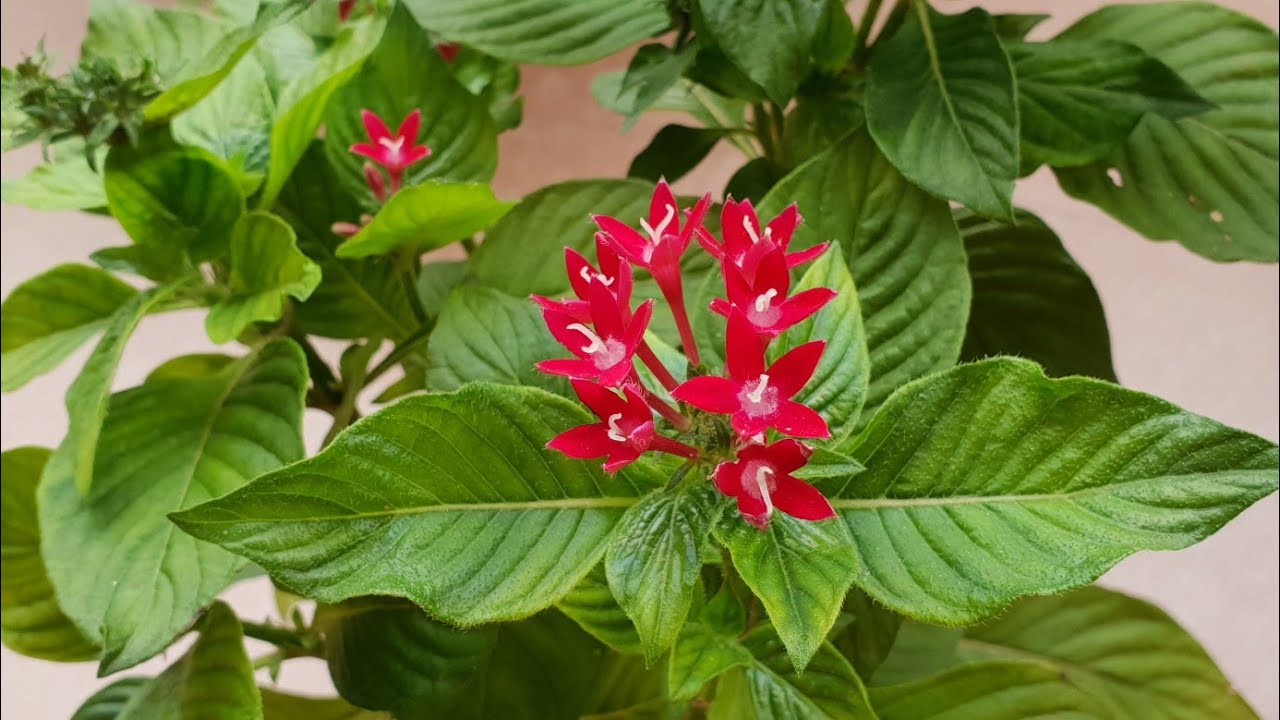 Care of Pentas Plant - Beautiful Flowering Plant || How to Grow and ...