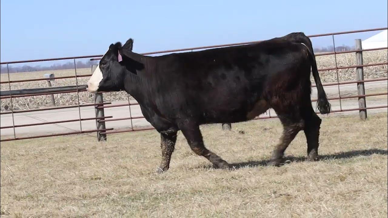 Gerdes H29 - YouTube