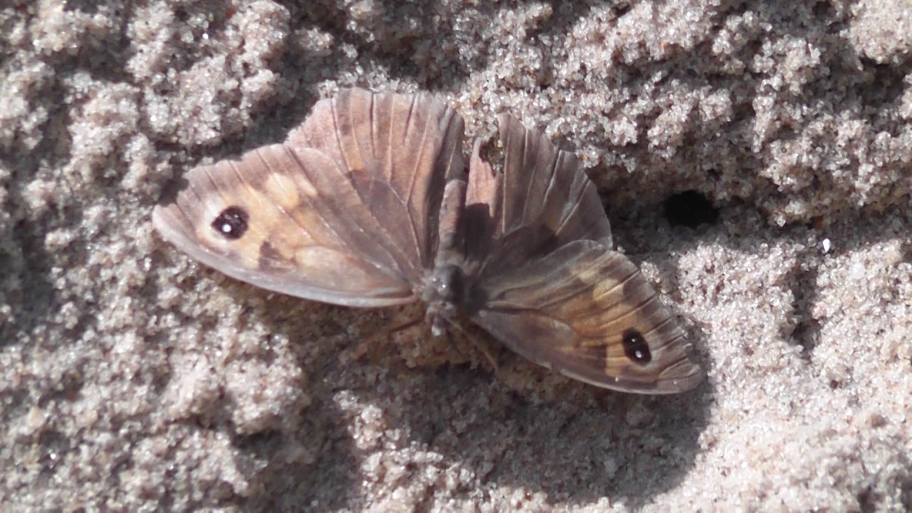 Paston Way, Long Walk, Mundesley to North Walsham. 29/8/16. - YouTube