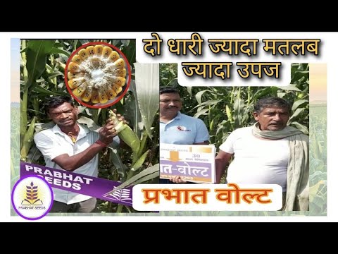 Prabhat Volt PMH-2293 Maize Variety - YouTube