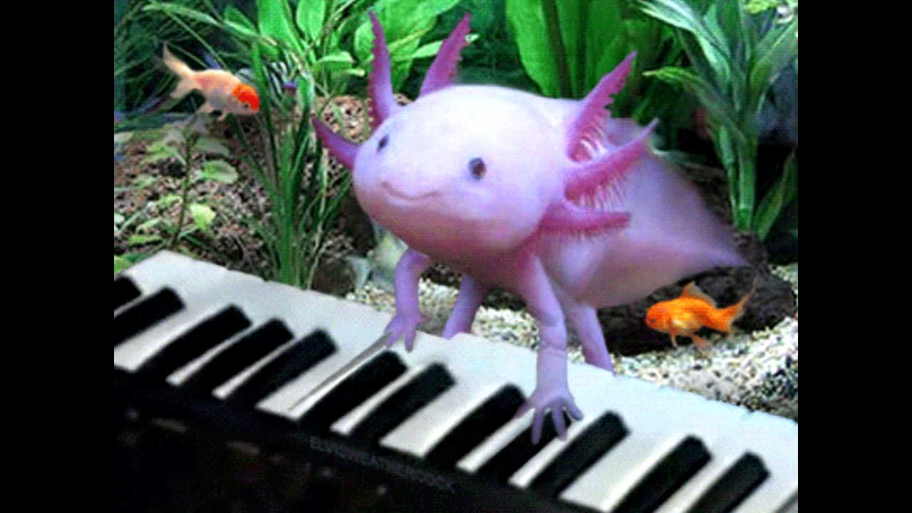 Piano Axolotl - YouTube