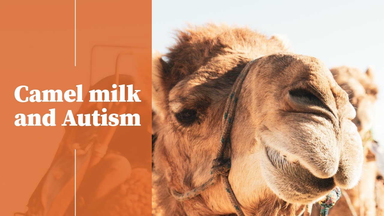 Camel Milk and Autism, Benefits of Camel Milk, Food for Autism, Autism ...