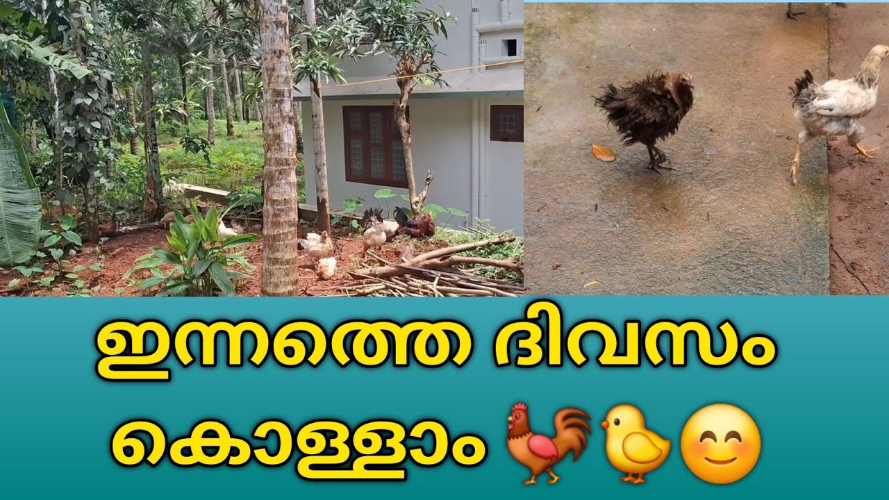 ഒരു പ്രത്യേക ദിവസം 🥰#mrpoultrybyanu #naadan #chicken #poultryfarming ...