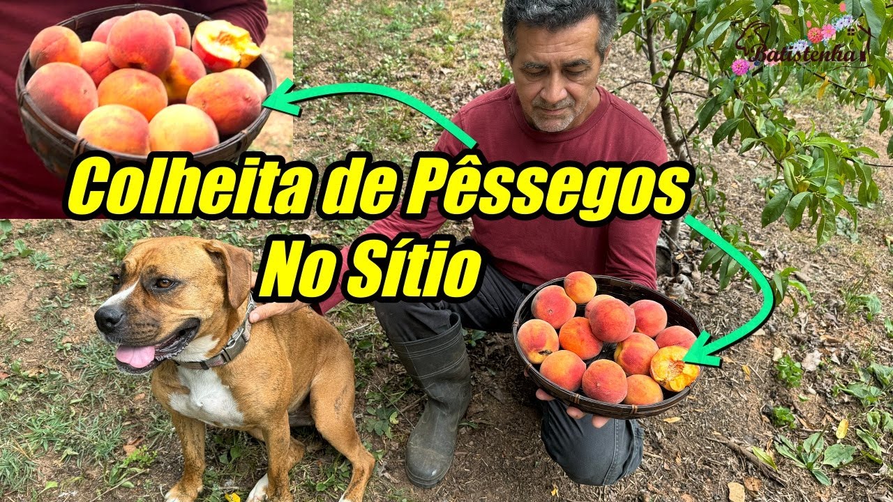 Colheita de Pêssegos no Sítio / Peach Harvest on the Farm - YouTube