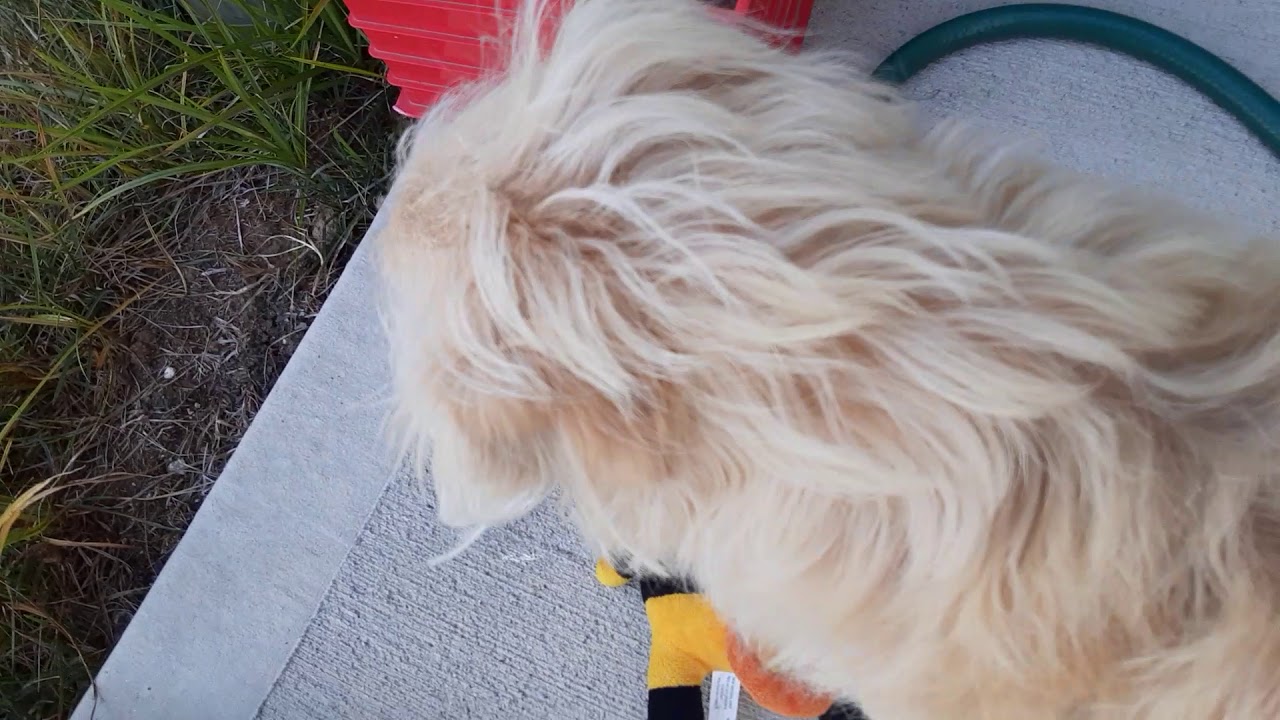 Running with clifford - YouTube