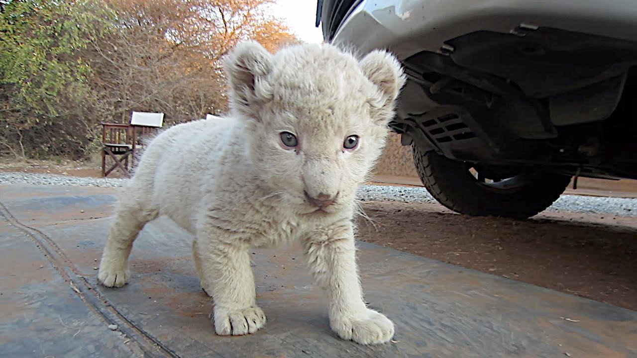 Cute Baby Lions Playing (Raw Footage) Compilation - YouTube