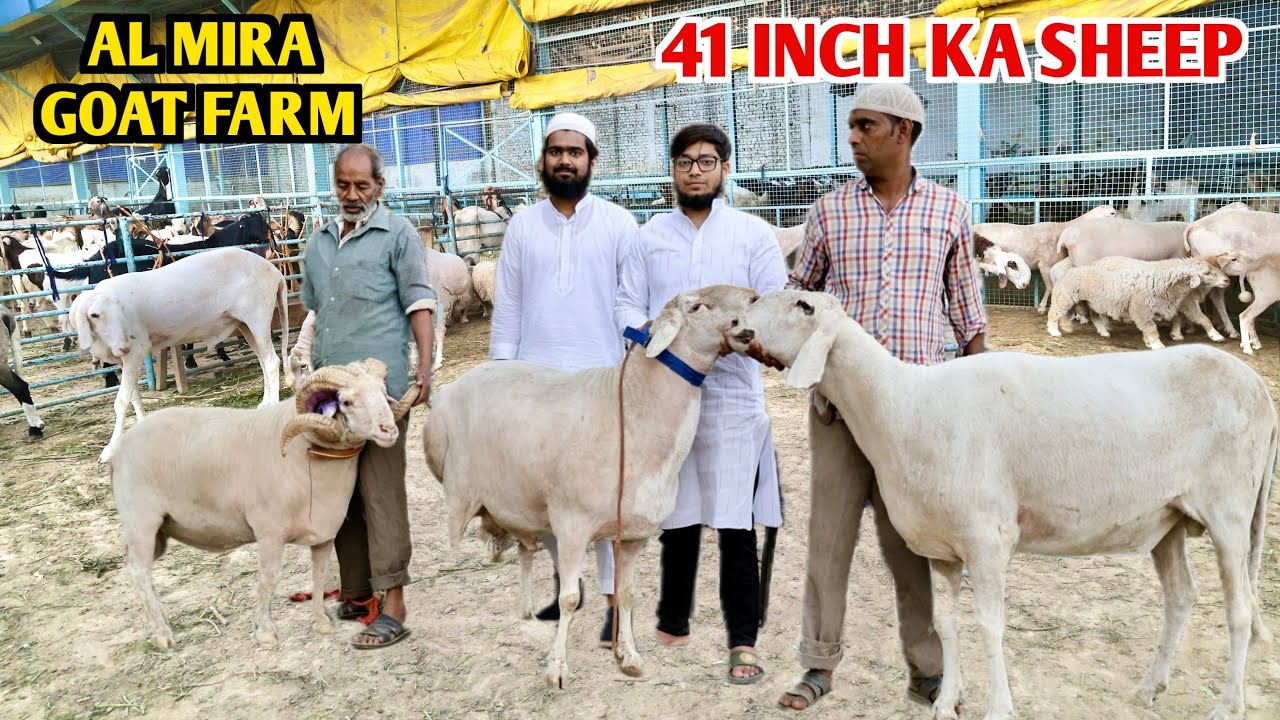 41 Inch Ka Sheep & turki Dumba or Mende Ka Collection At Al Mira Goat ...