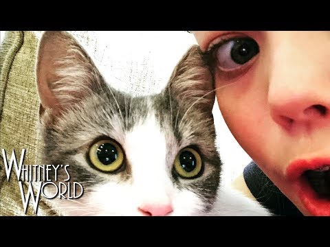 I Got a Cat! | Whitney Bjerken