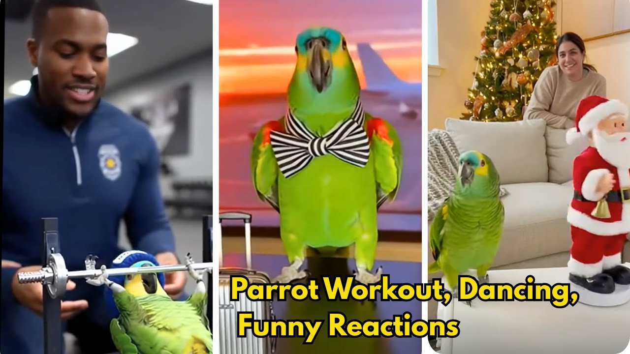 Smartest Parrot EVER! Dancing, Working Out & Roasting People | Funniest ...