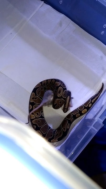 Ball Python Strikes Sm Rat - YouTube