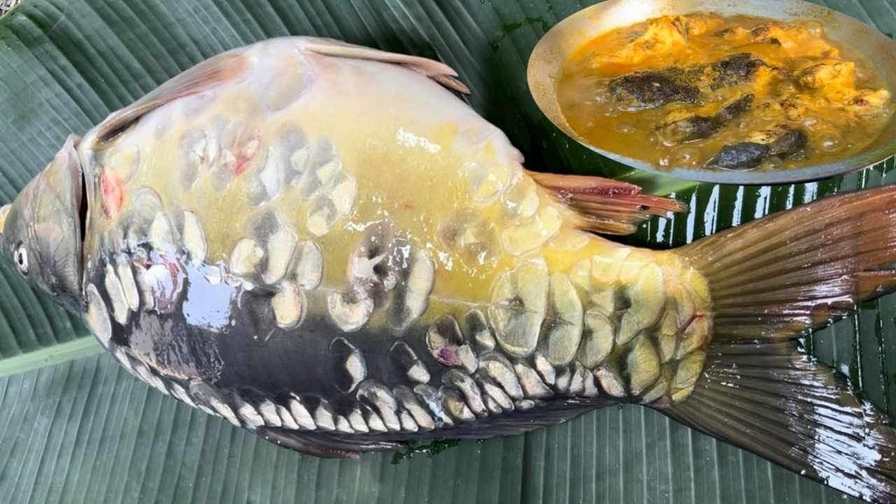 ৩ কেজি ওজনের বড় মিনার কাপ মাছ কেটে রান্না করলাম। I Cut And Cooked Big ...