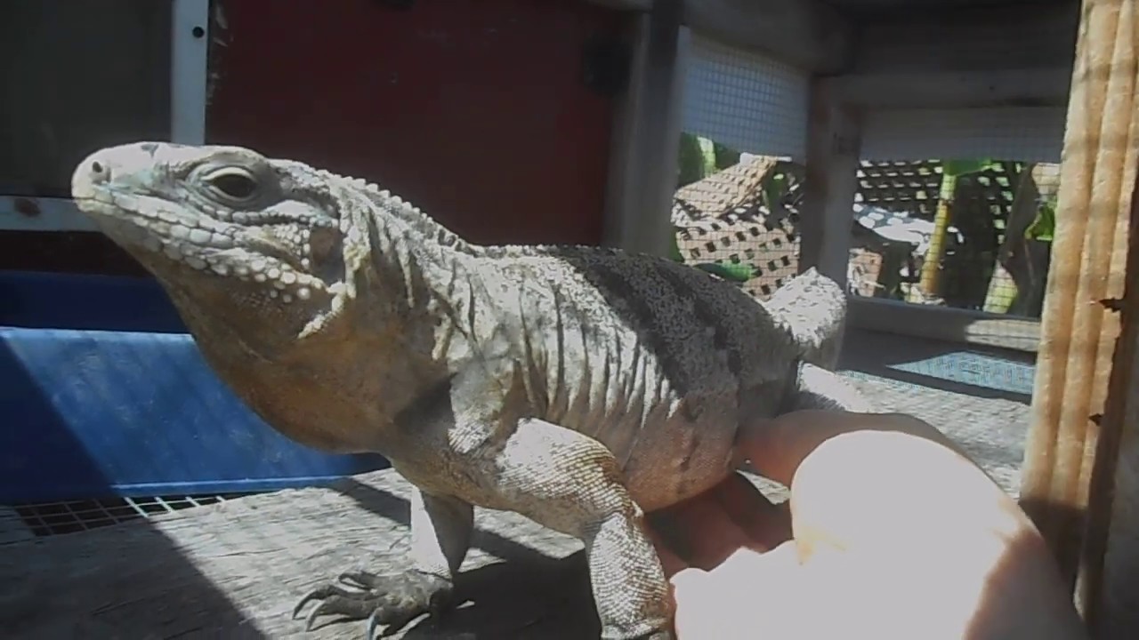 Lizard Lucky Lucky Lizard YouTube lizard-lucky-lucky-lizard-youtube