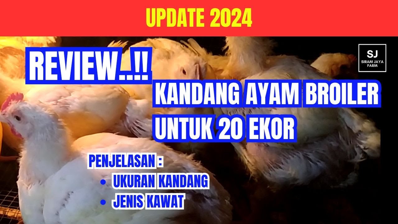 Ternak Ayam Broiler Rumahan - Review Kandang untuk 20 Ekor Ayam Broiler ...