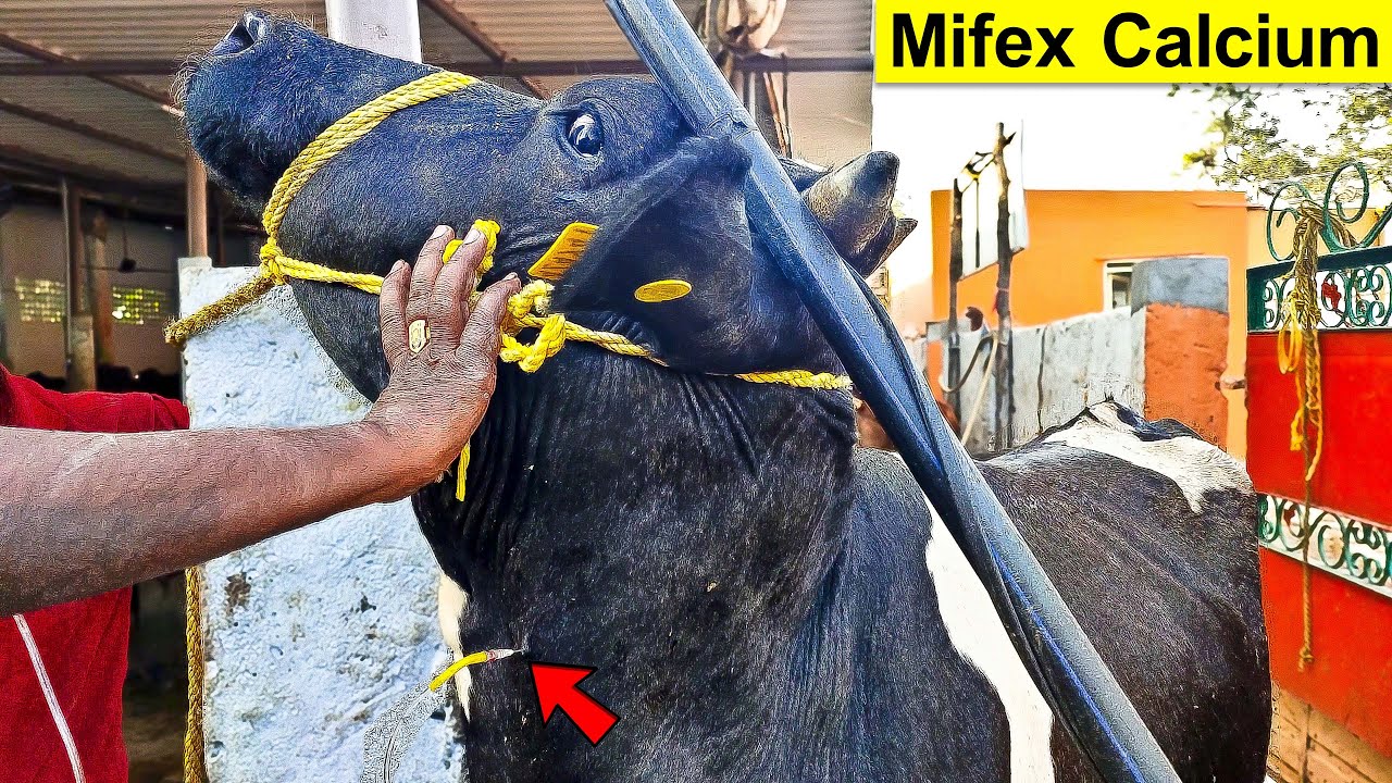 Cow Video | Mifex Calcium | Treatment For Milk Fever & Increase Milk ...