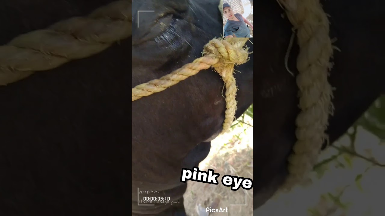 (infectious bovine keratoconjunctivitis) pink eye in cattle - YouTube
