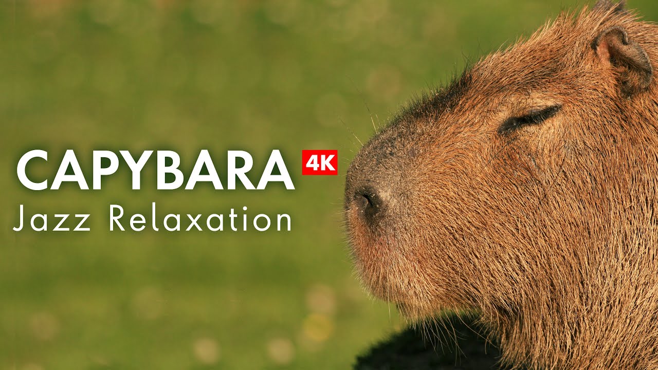 Relax with Capybaras & Jazz in 4K - YouTube