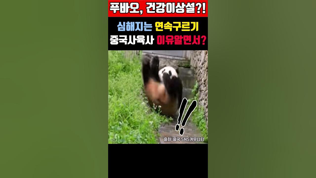푸바오 구르기 갈수록 심해져 중국 쉬샹 사육사 그 이유 알면서도 한국 허탈반응 푸바오근황 푸바오실시간 Youtube