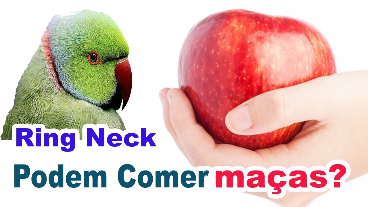 Ring neck pode comer maçã? Pode dar maçã para o ring neck? - YouTube