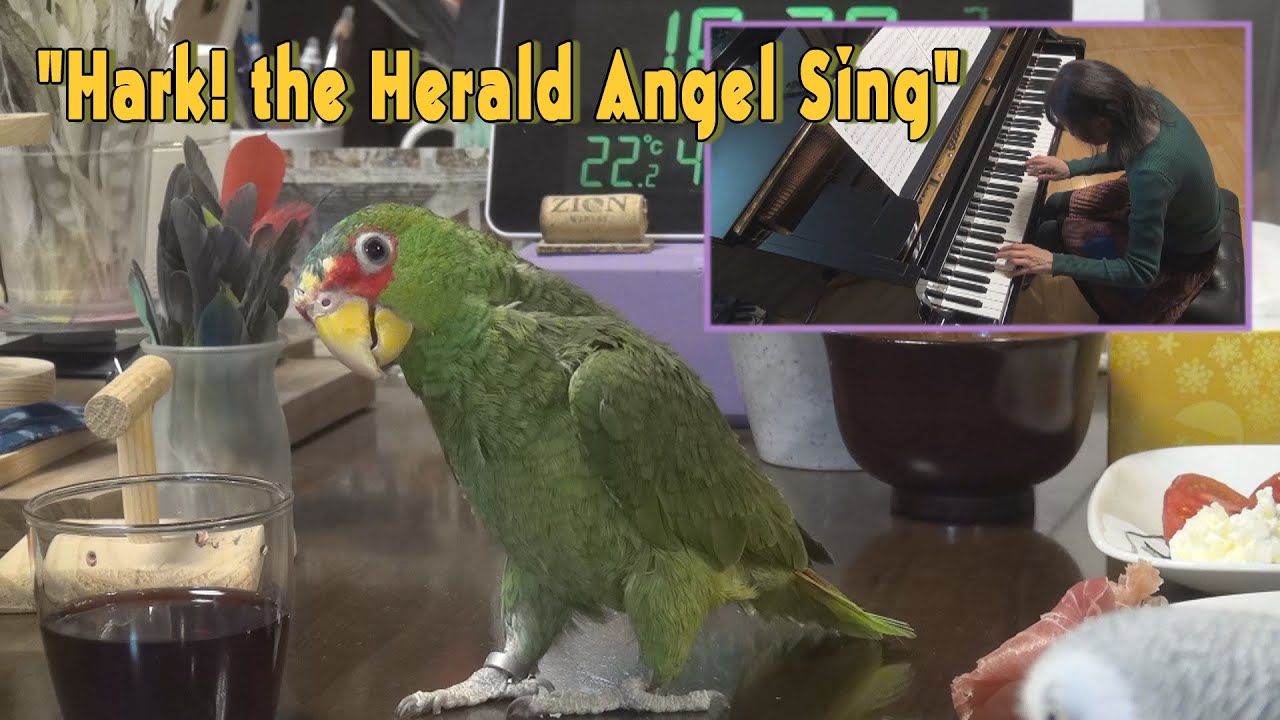 Hark! the Herald Angel Sing Piano Solo賛美歌｢あめにはさかえ｣主に感謝し鳥達と共に夕食Dinner ...