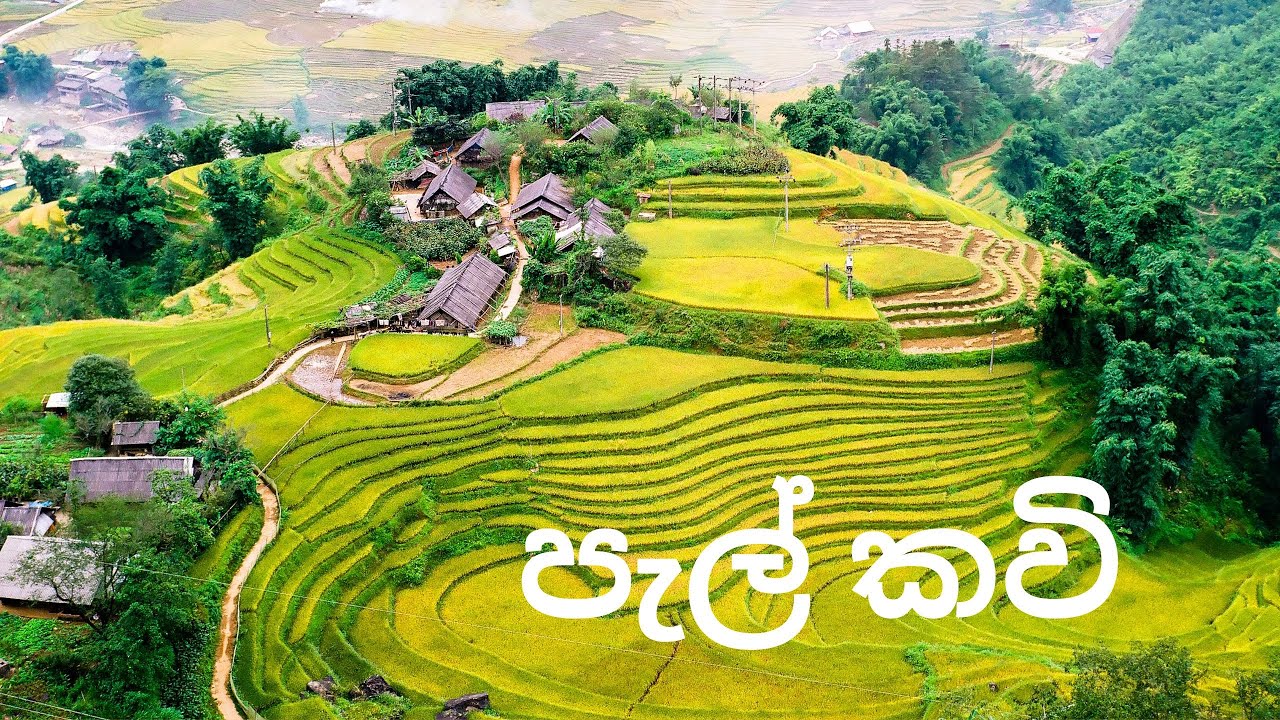Pal kavi | පැල් කවි | ලස්සන හිම වතේ | #Palkawi | #Pelkavi #Pelkawi ...