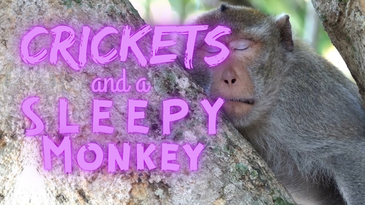 Crickets and a Sleepy Monkey | Crickets and Monkeys | Ambient Sound ...