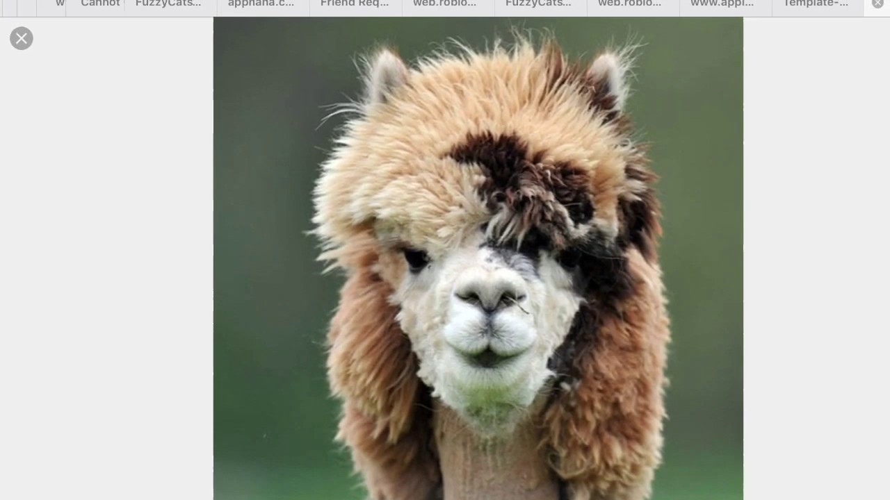 The alpaca song - YouTube