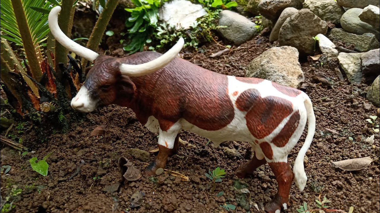 menemukan sapi Texas longhorn / tanduk panjang || sapi moo , sapi ...