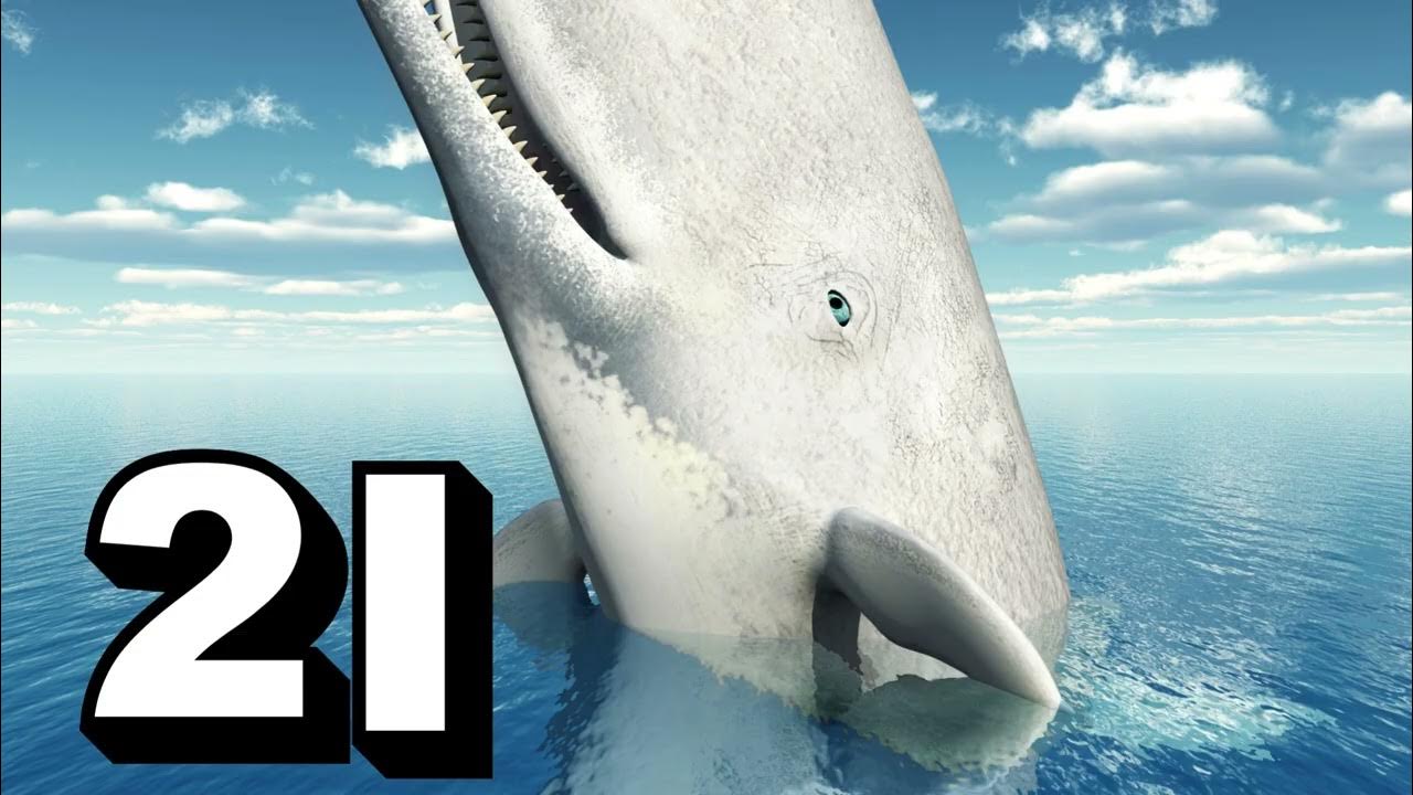 Whale Counting 1-30 - YouTube