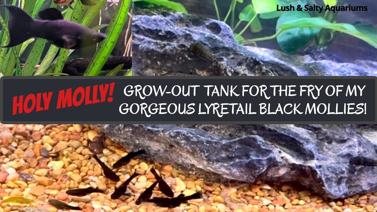 Instant grow-out tank for stunning Lyretail Molly Fry! - YouTube