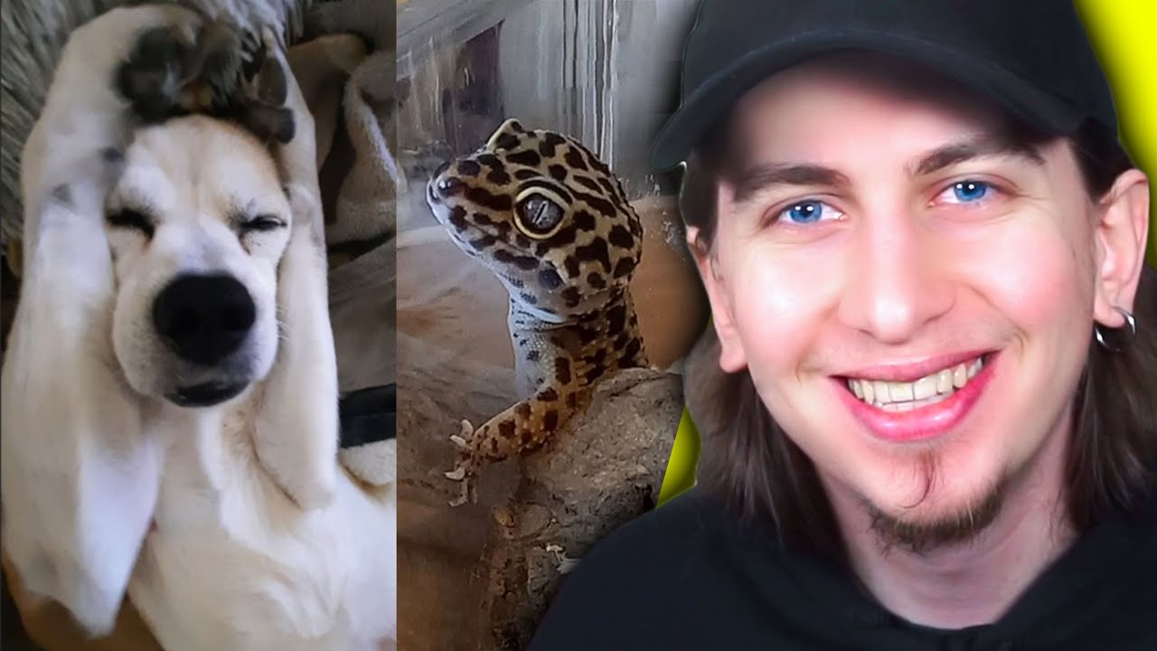 Mi avete inviato i VOSTRI PET [Forms Night] - YouTube