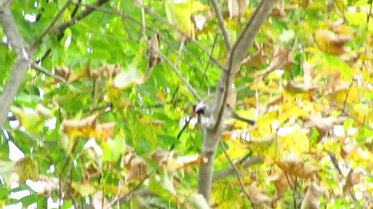 Chickadee hunting insects, 9/24/19. - YouTube
