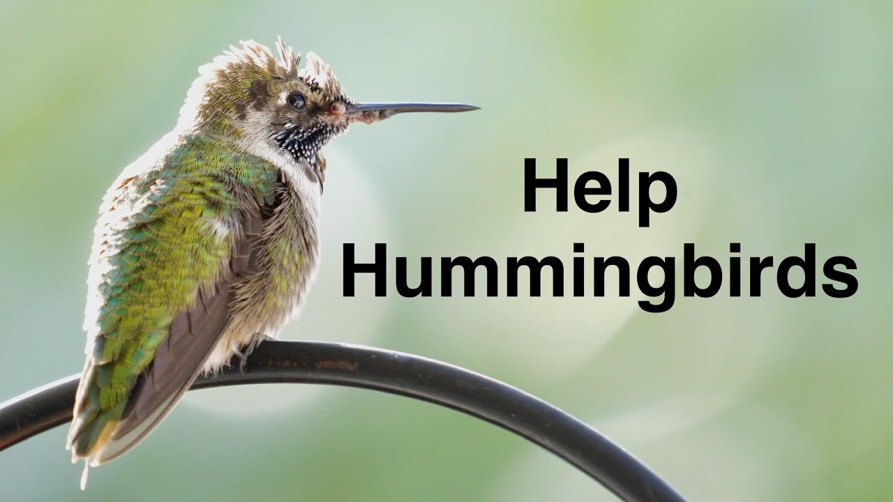 Raising Awareness: Hummingbirds with Avian Pox - YouTube