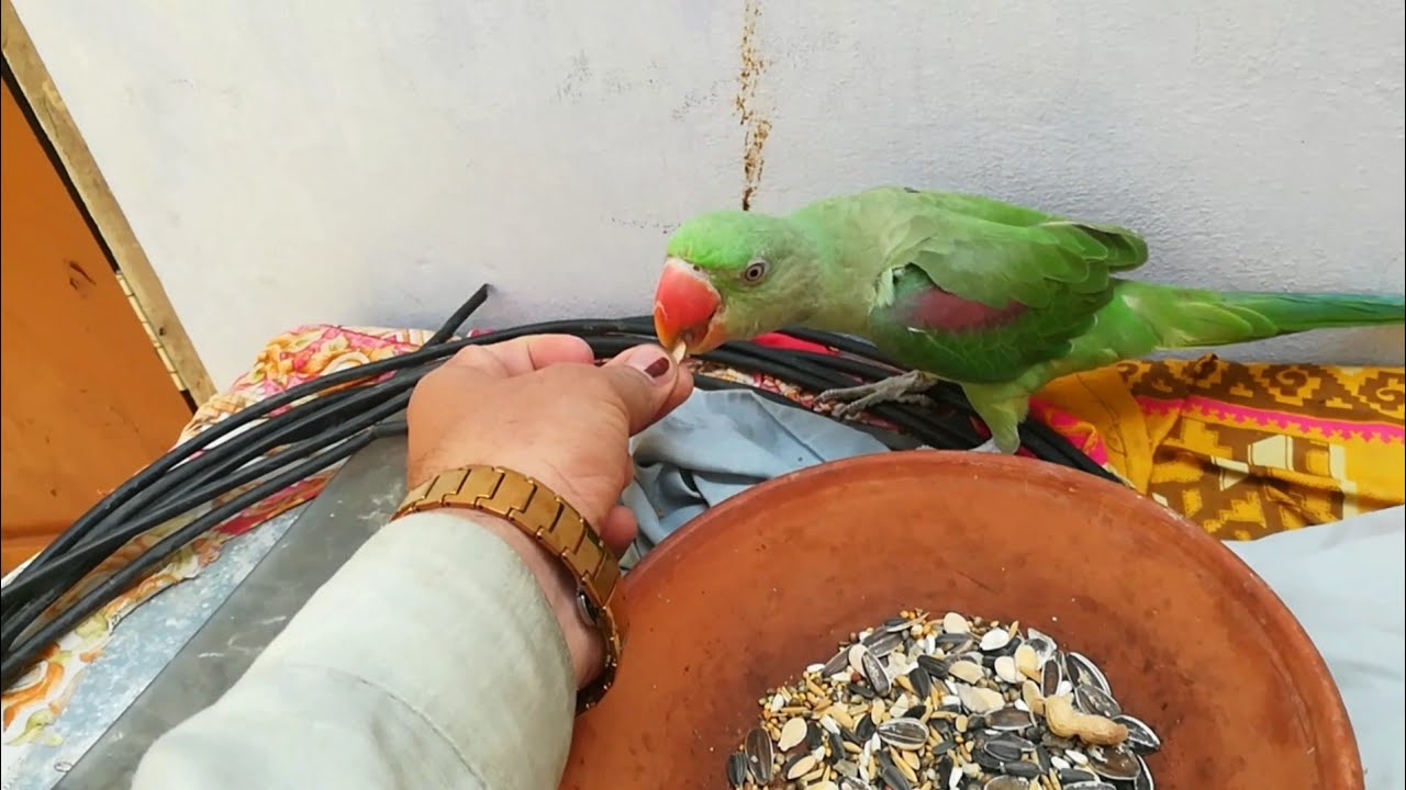 Hand tamed Raa parrots | playing parrot | khaltay hovay totay ...