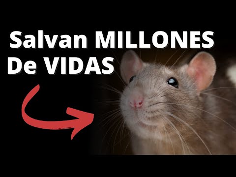 El aporte de las ratas a la humanidad