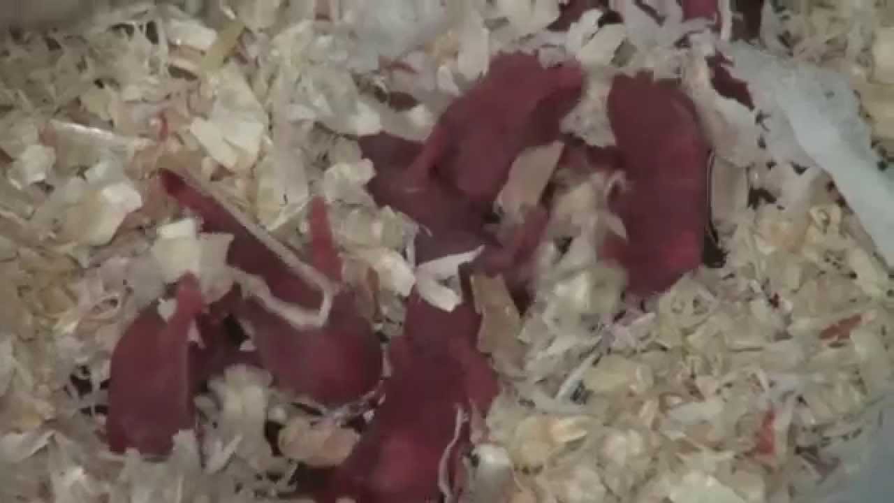 [햄스터]19탄.New born baby hamsters 햄스터 출산 - YouTube