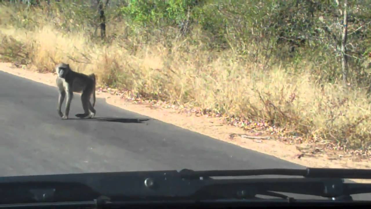 Monkeys Gone Wild in Africa - YouTube