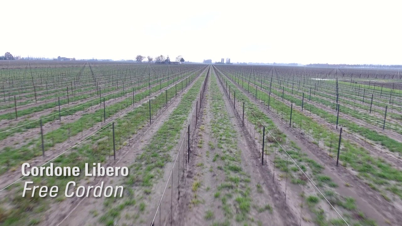 Il vigneto completato - Moro Group Srl - YouTube