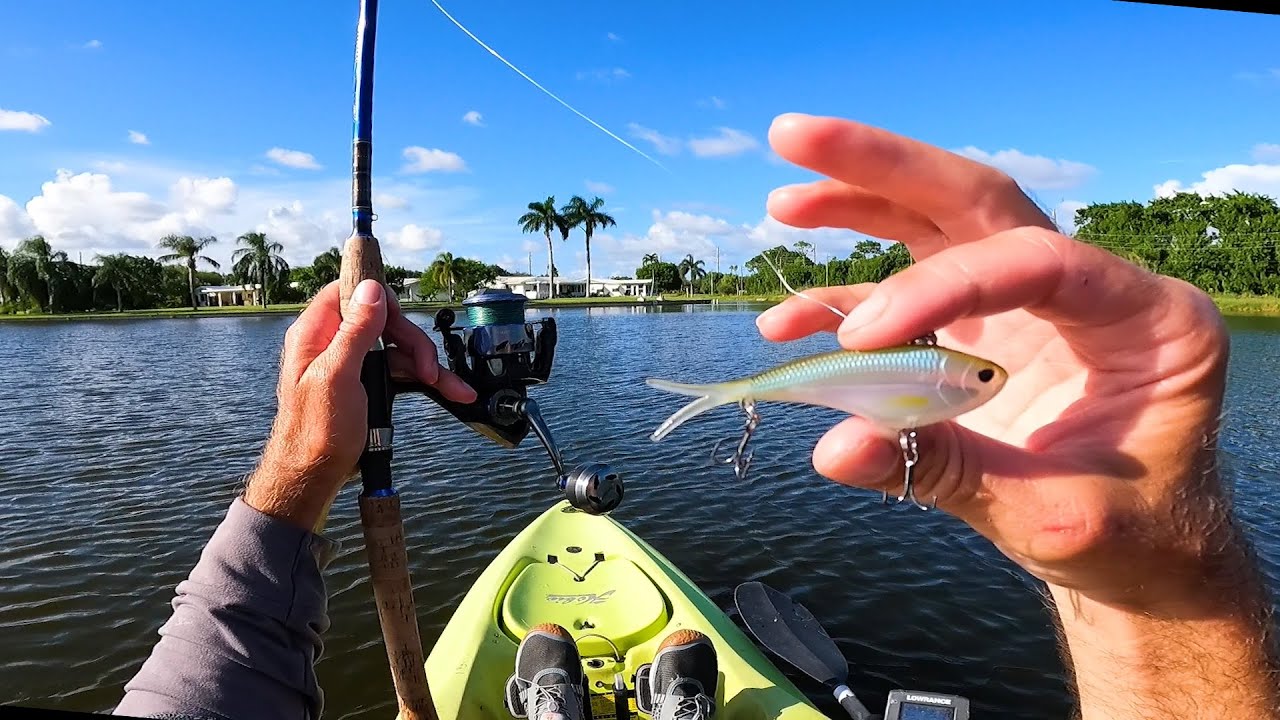 This Lure Out Fished Live Bait - Florida Exotic Species Fishing - YouTube
