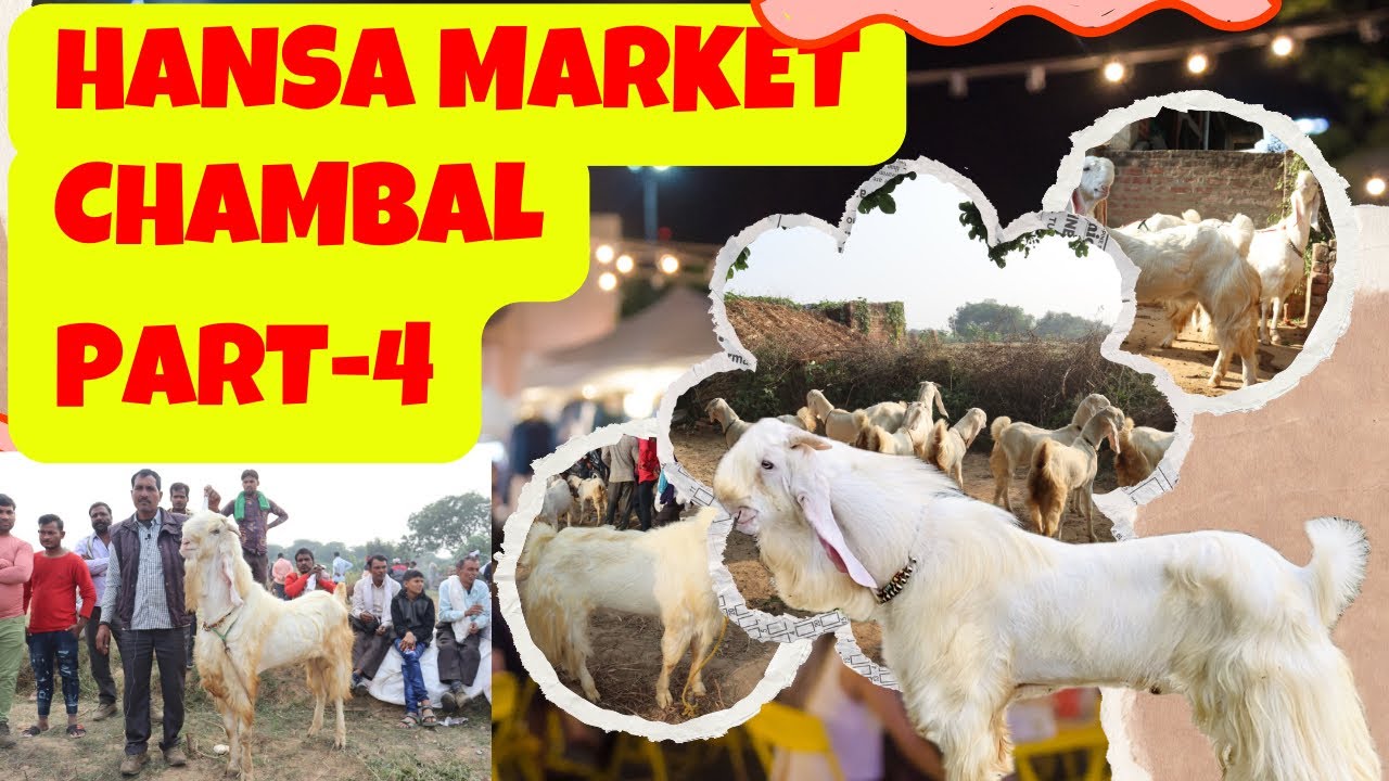 Dr M K Shing Scientist Kuch Kash Bate Hamre Goat Farm Ke Liye - YouTube