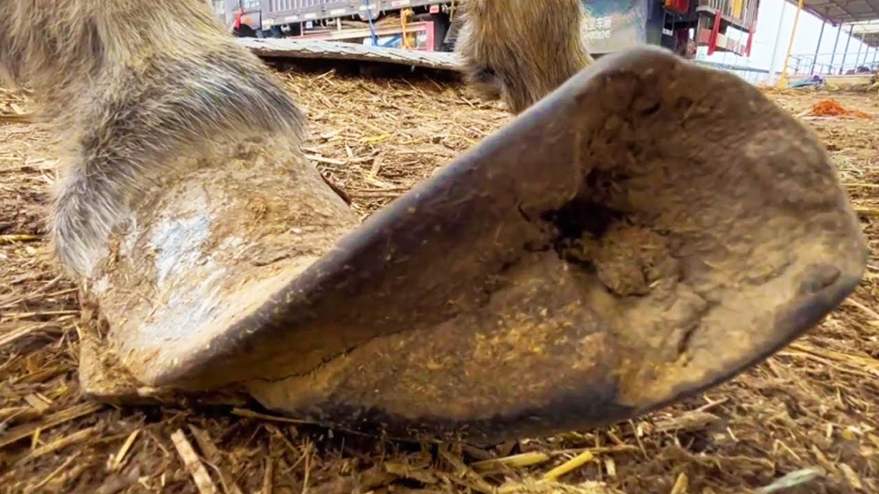 Wow! The donkey's hooves haven't been repaired in ten years and are ...