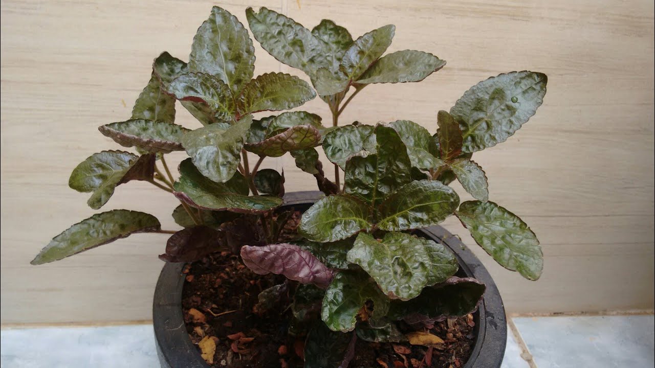 Planta crepom - como plantar e cuidar. - YouTube