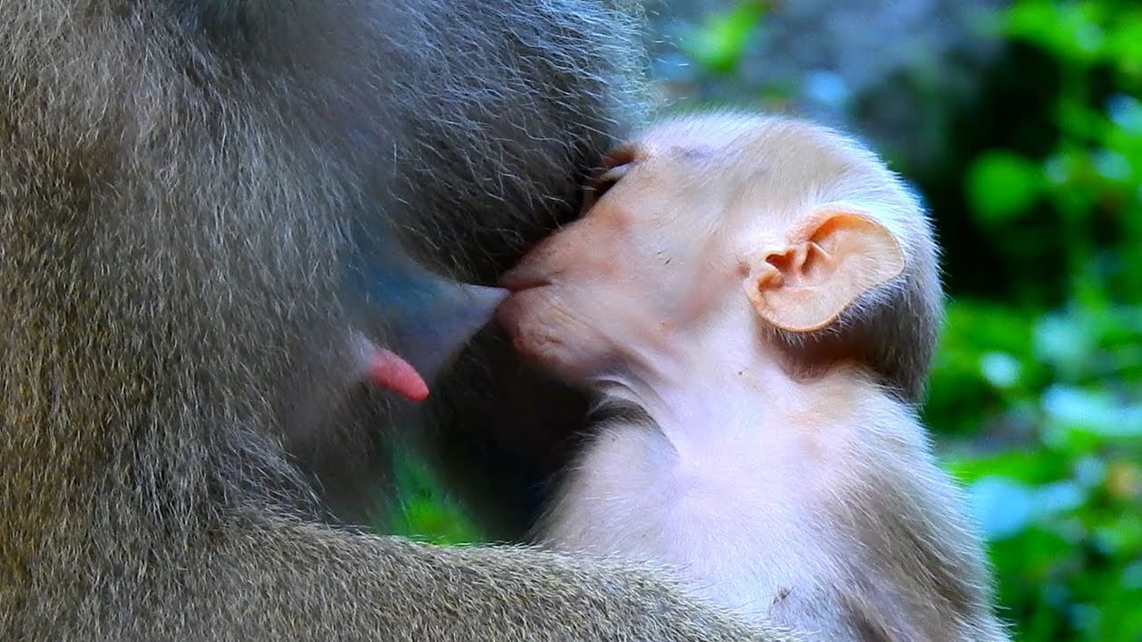 New baby monkey Luno hungry milk and enjoy the milk so much from mother ...