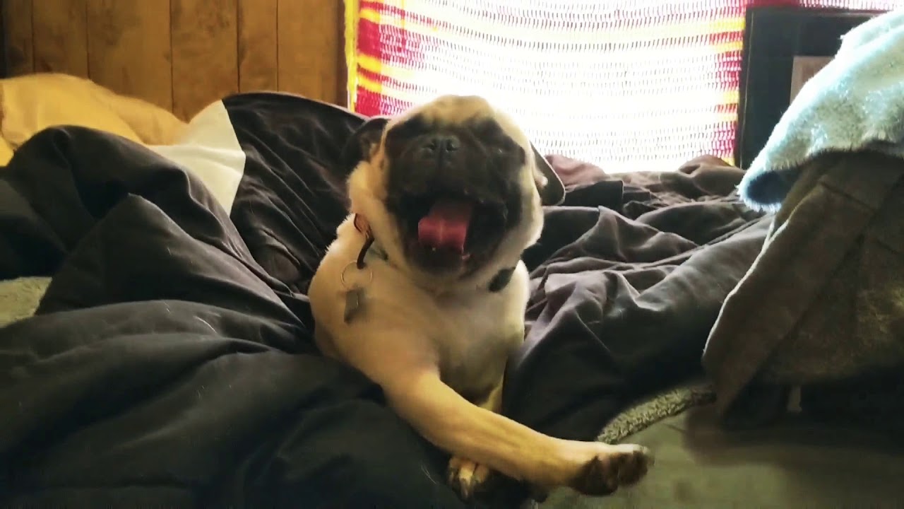Pug Yawn Compilation - YouTube