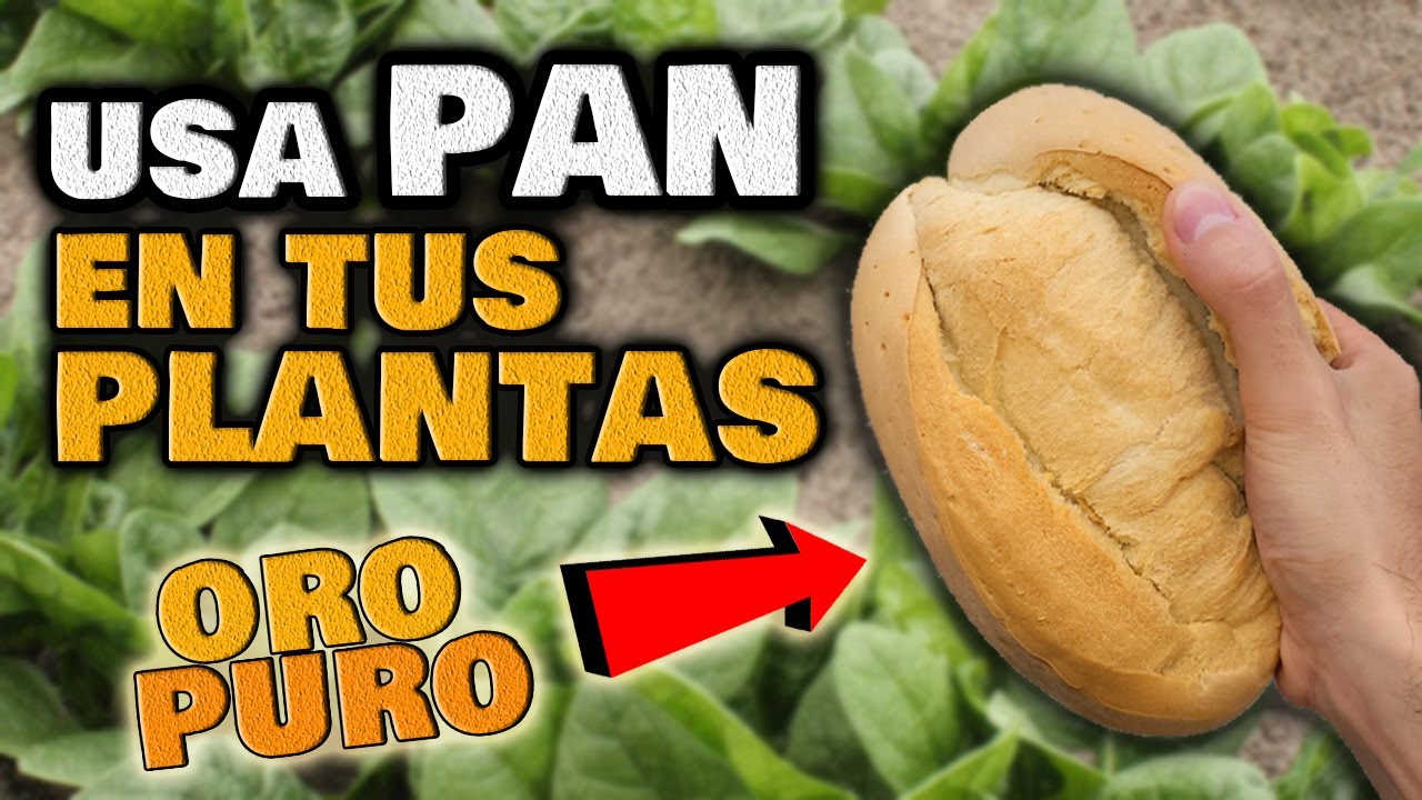 Aplica PAN DURO en tus PLANTAS verás INCREÍBLE | SECRETOS para Huerto ...