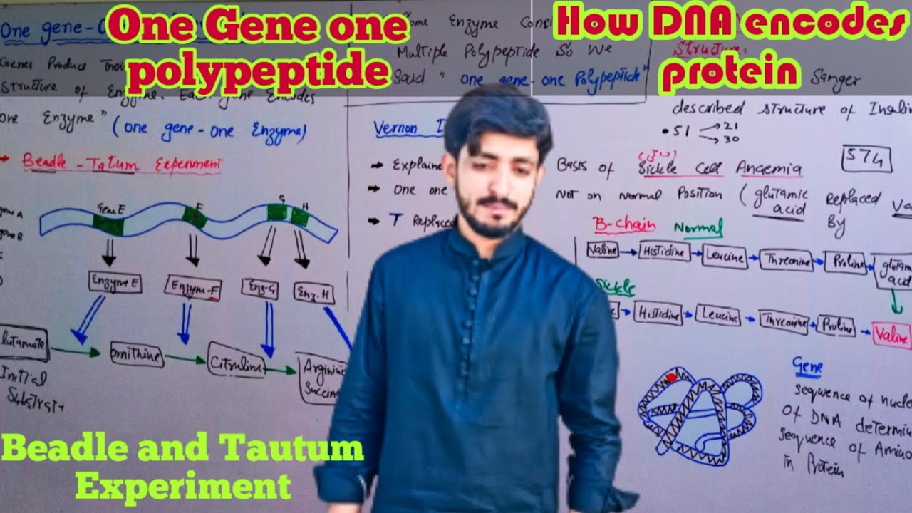 One gene one polypeptide (How DNA encodes protein Structure) | Fsc ...