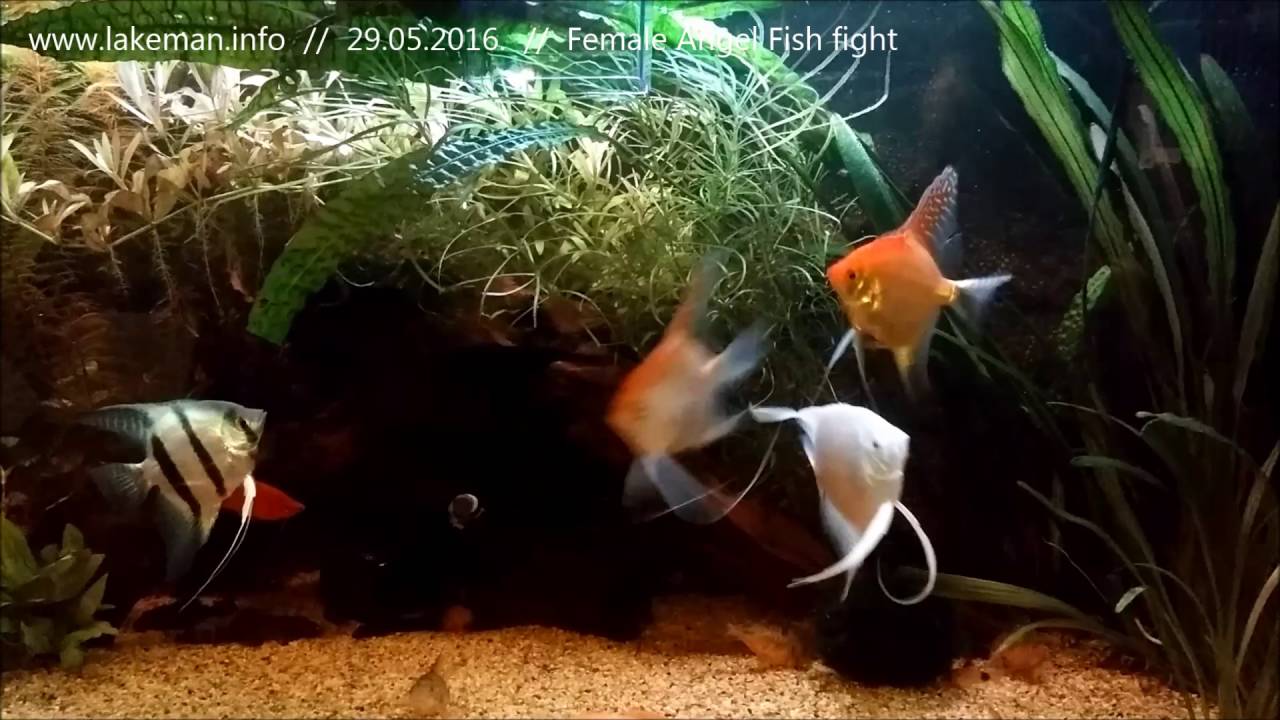 Female Angel Fish fight over male - YouTube